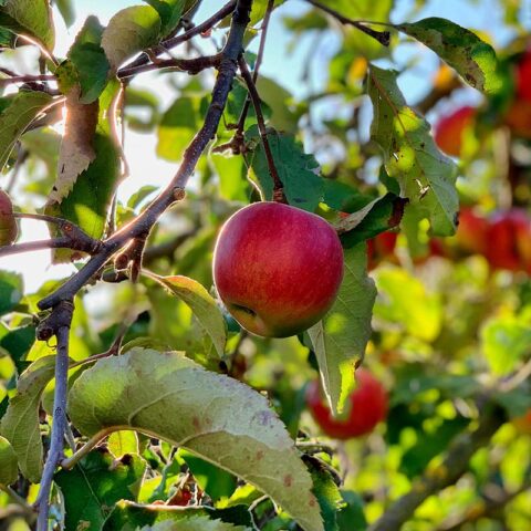 Home - Flat Rock Cider Company